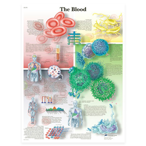 POLY LAMINATED BIOLOGICAL CHART, BLOOD, EACH