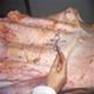 MEAT MARKING CRAYONS, BLUE, 10/PACK - Livingstone IT