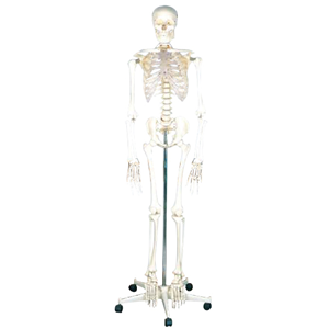LIVINGSTONE HUMAN SKELETON MODEL 180CM W/STAND EACH (QH3302)
