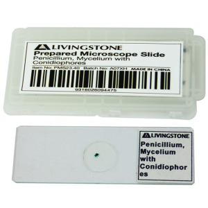 LIV BASIC LEVEL PREPARED SLIDE PENICILLIUM MYCELIUM EA